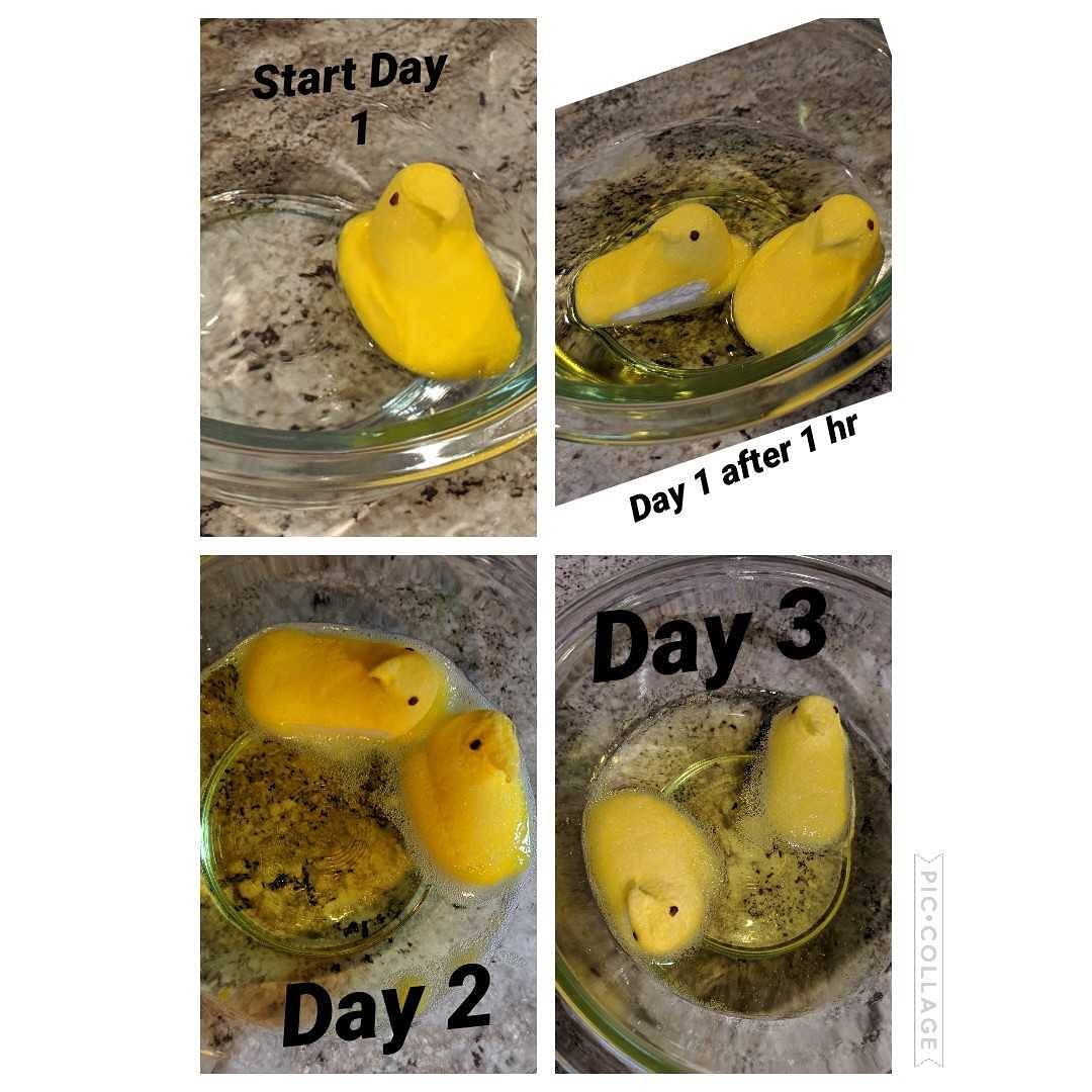 Become a Food Chemist this Easter and Experiment with Peeps ...